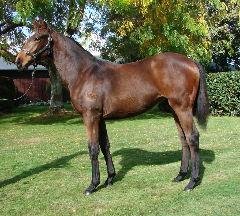 Milestone for Preferment as First Foals Head to Karaka 2019 ...